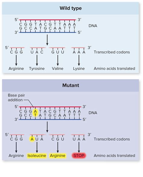 Addition Mutation