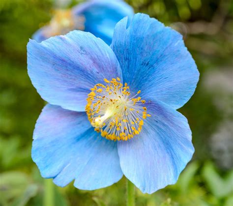 Klaproos Papaver Zaaien Kweken En Vermeerderen Gardeners World