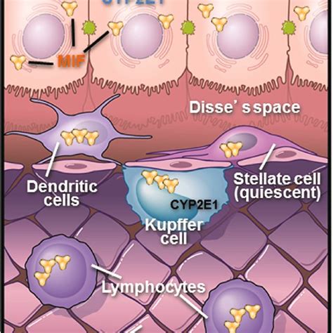 Dynamic Interactions Between Parenchymal And Non Parenchymal Cells In