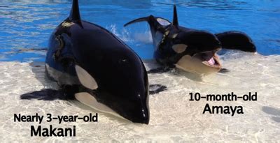 Categoryamayas Gallery Orca Pod Wiki Fandom