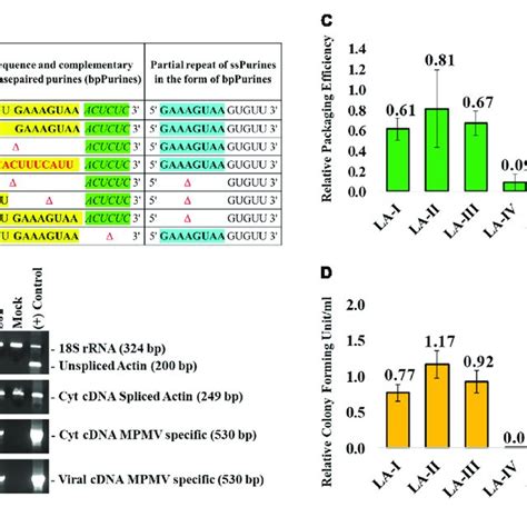 Selective 2 Hydroxyl Acylation Analyzed By Primer Extension Validated Download Scientific