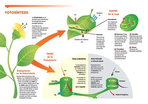 Infografía Fotosíntesis Domestika