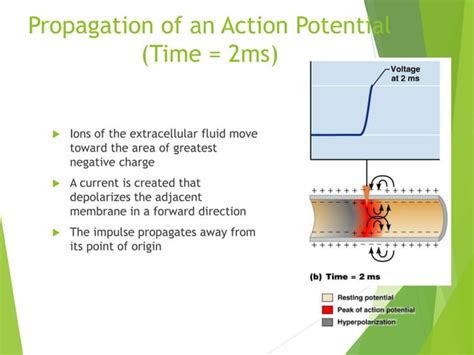 neurons and synapses ppt