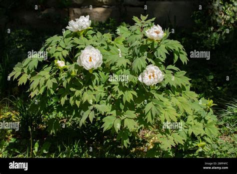Japanese Peony Tree Picture