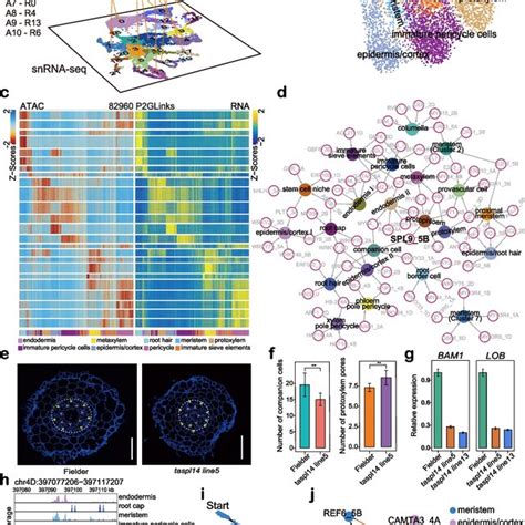 Differentiation Trajectories Of Root Hair Epidermiscortex And