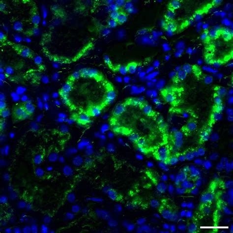 Napsin A Antibody Anti Human Readyelease™ Miltenyi Biotec Usa