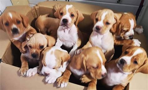 Portuguese Pointer Puppies