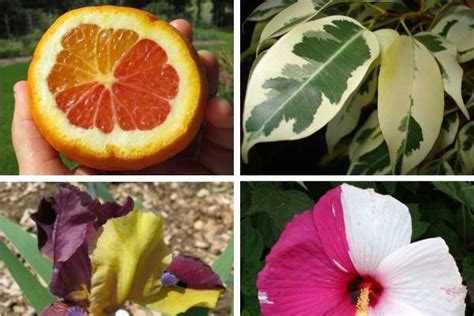 Mutation Examples And How They Happen Agriculture