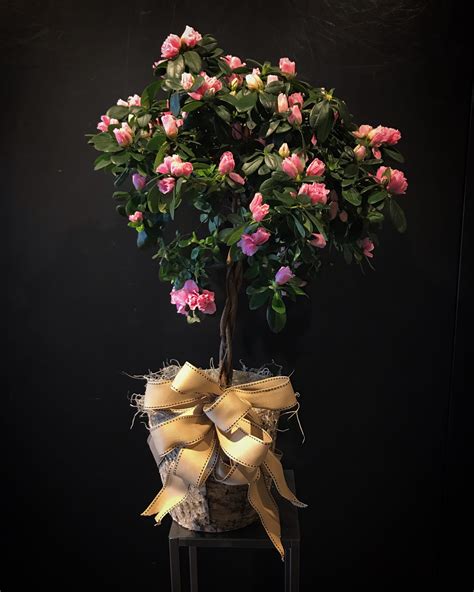 How To Make An Azalea Topiary At Mildred Bruggeman Blog