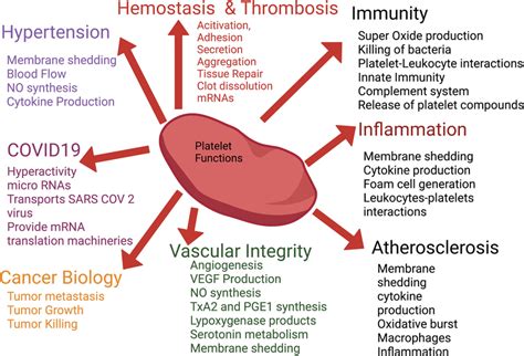 Platelet Function Associated With Various Diseases A Brief Overview Of Download Scientific