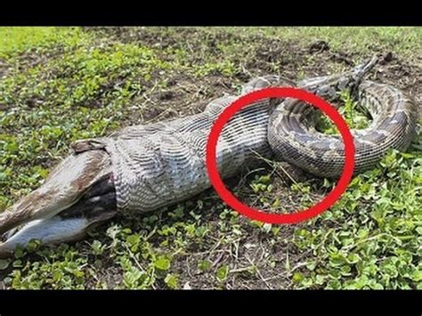 Massive Indian Rock Python Swallows Antelope Whole Youtube