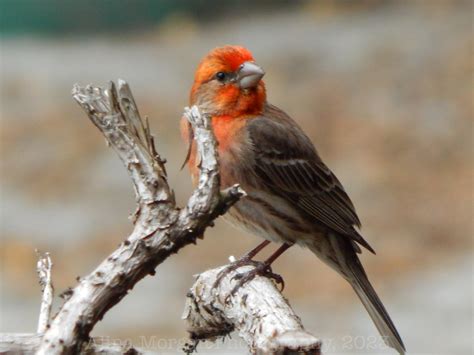 House Finch Series Of 3 Photograph 2 Title House Finch Flickr