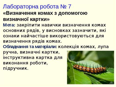 Комахи презентація з біології