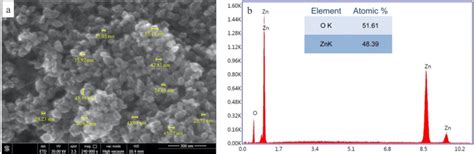 A Sem Image And B Eds Spectra Of The Green Synthesized Zno Nps
