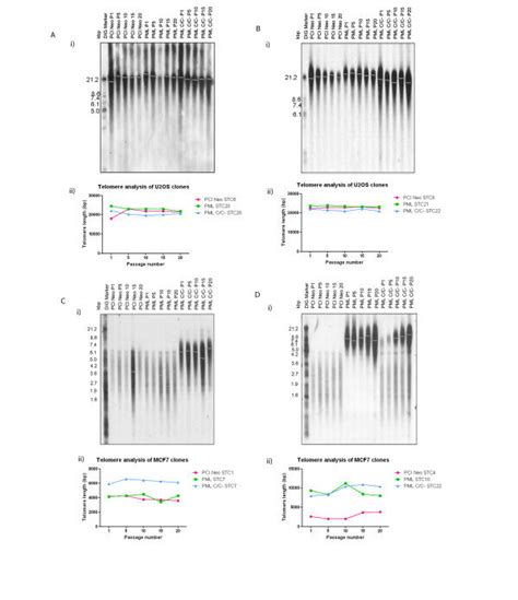 Terminal Restriction Fragment Analysis Coupled With Southern Blot Was Download Scientific