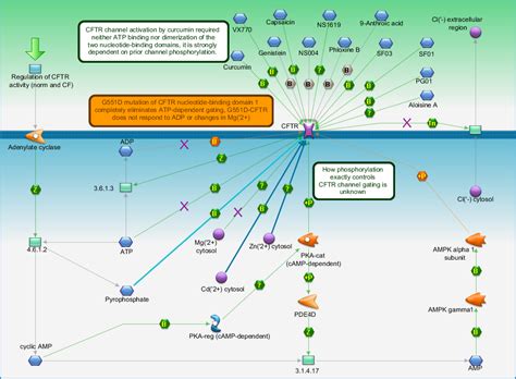Regulation Of Cftr Gating Normal And Cf Pathway Map Primepcr Life
