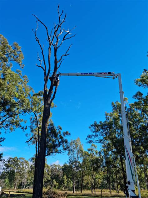 Tree Removals In Toowoomba TreeBiz Tree Services