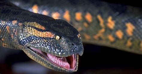 정정아 팔 덥석 문 아나콘다 세계서 가장 큰 뱀몸길이 최대 12m