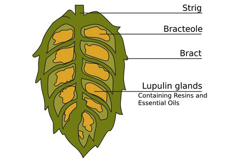 The Herb Hound HOPS