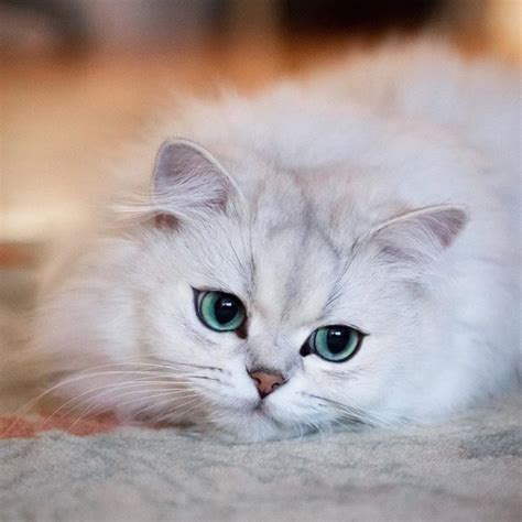 Top 10: the most beautiful cats on Instagram | by Feliway | Chilled Cat ...