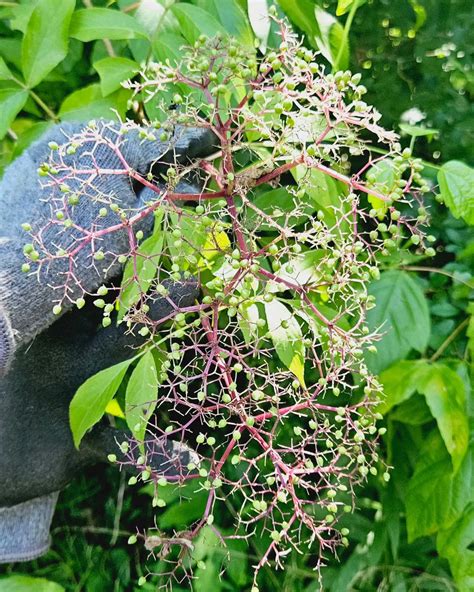 How To Plant Grow And Care For Elderberry Bush