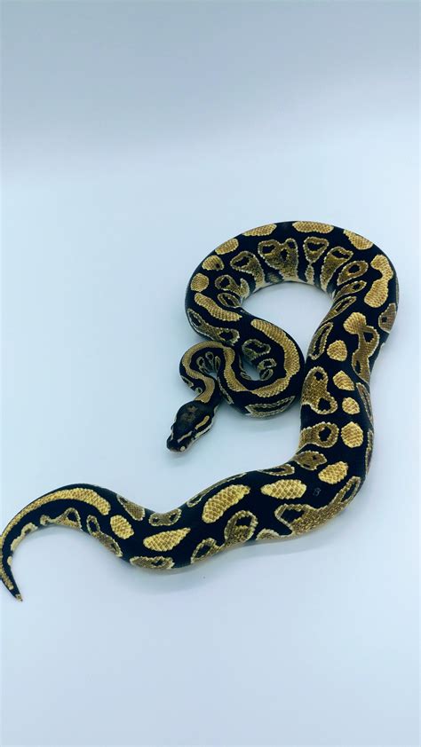 Gold Blush Ball Python Traits Morphpedia