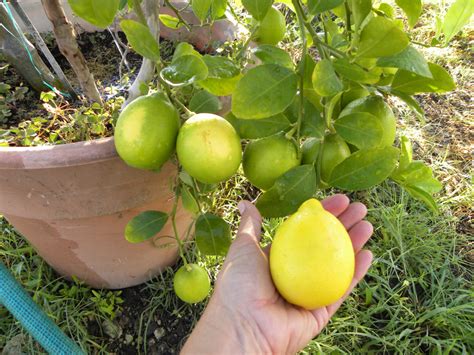 Diane S Texas Garden Lemon Tree