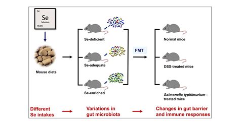 Effects Of Dietary Selenium Supplementation On Intestinal Barrier And