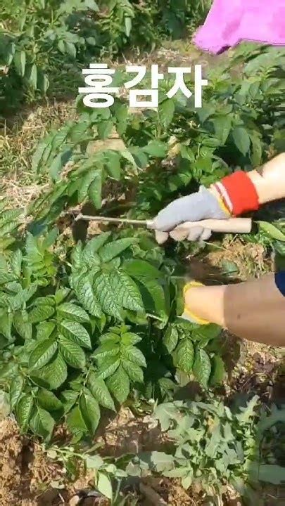 홍감자씨감자 가을감자회인면용촌리 Youtube