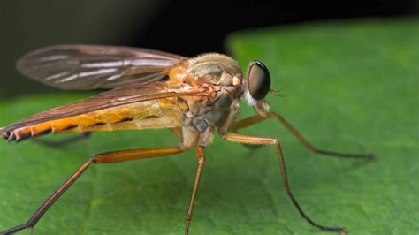 How Do Flies Fly In The Rain At Howard Vasquez Blog