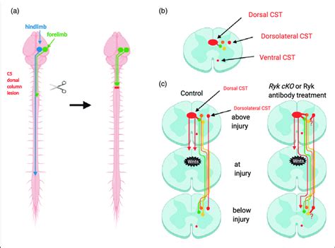 Reorganization Of Neuronal Networks Mediates Functional Recovery And Is Download Scientific