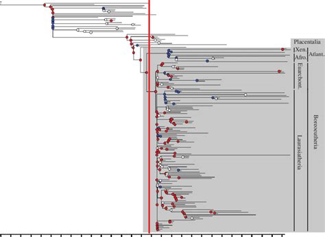Randomly Selected Exemplar Time Scaled Phylogeny With Nodes Coloured