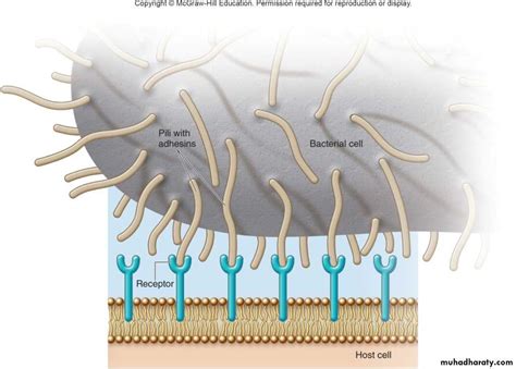 Host Microbe Interaction Pptx D Zainab Muhadharaty