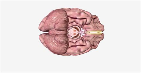 Located Between The Thalamus And The Pons The Midbrain Is The First Part Of The Brainstem Stock