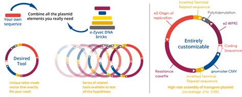 Plasmid Dna