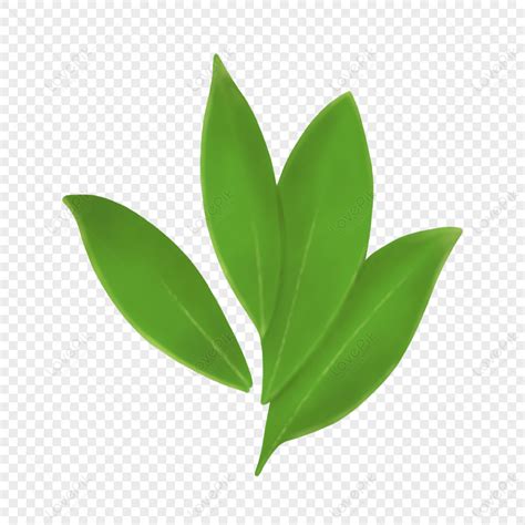 Gambar Digambar Tangan Rempah Rempah Herbal Daun Harum Hijaubahan