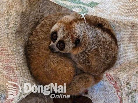 V N Qu C Gia C T Ti N Ti P Nh N C Th Cu Li Nh Qu Hi M V C Th Kh M T B O Ng