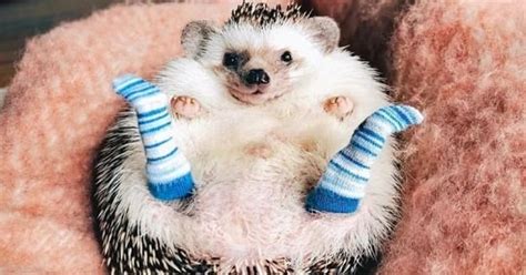 რატომ გვირჩევენ ექიმები წინდებში ძილს 5 მნიშვნელოვანი მიზეზი