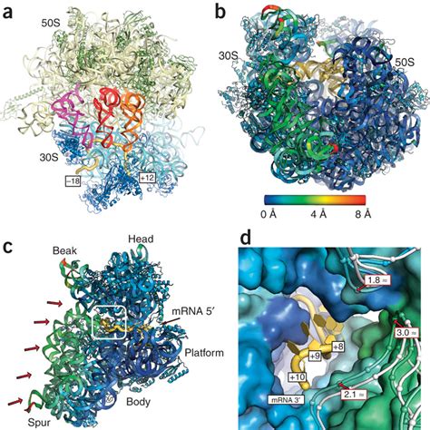 Comparison Of The Ribosome In The Elongation And Initiation Statesa