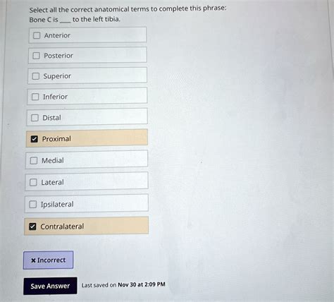 Select All The Correct Anatomical Terms To Complete This Phrase Bone C