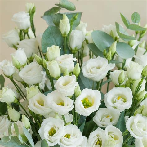 Blomster A Z Find En Blomst Eller Plante Interflora