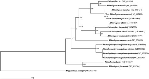 a maximum likelihood tree reconstructed based on the 13 concatenated