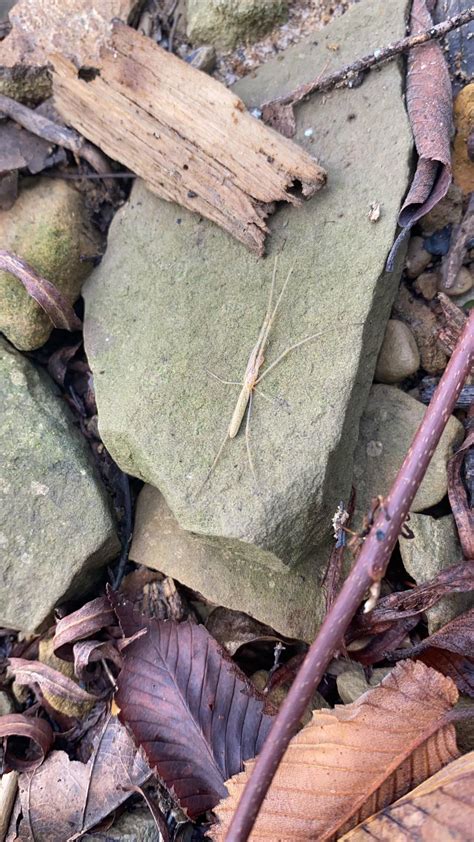 Id Request Eastern Ohio Rinsects Id Request Eastern Ohio Rinsects