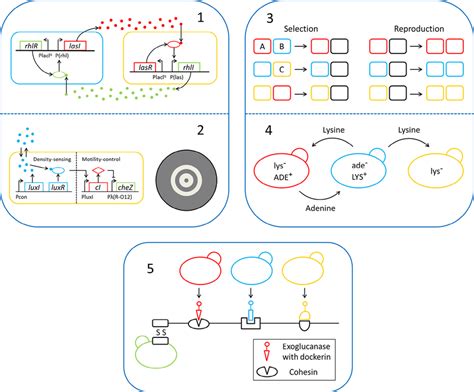 Fig A Design Analysis And Application Of Synthetic Microbial