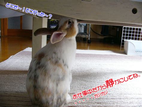 こたつの中には何がある続き やんちゃ小僧たち