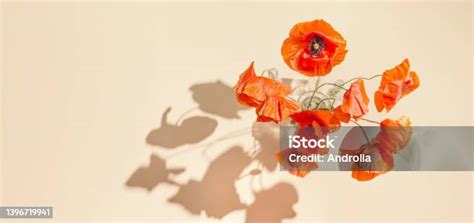 그림자가 있는 파스텔 햇살이 내리쬐는 배경에 유리 화병에 빨간 양귀비 꽃 자연 개념 최소한의 스타일 단일 이미지에 대한 스톡 사진 및 기타 이미지 Istock