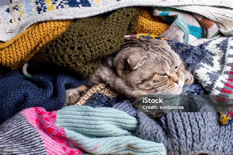 귀여운 고양이 스코틀랜드 폴은 모직 스카프 더미에 추위에 숨어 침착하게 도징 가을에 대한 스톡 사진 및 기타 이미지 가을