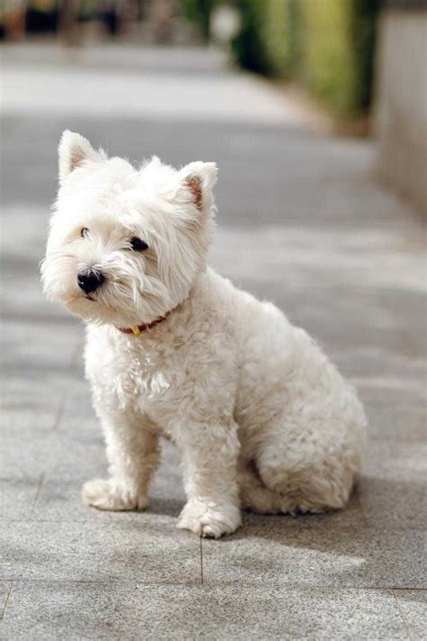 Цуценята Вест Хайленд Уайт Терьер 22 000 грн Собаки Київ на Olx