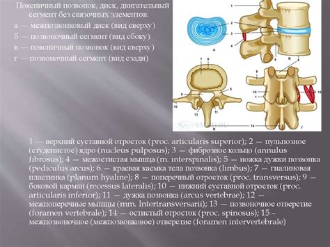Остеохондроз - презентация онлайн