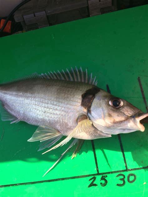 If Please Jackass Morwong The Aquarium Deckee Community